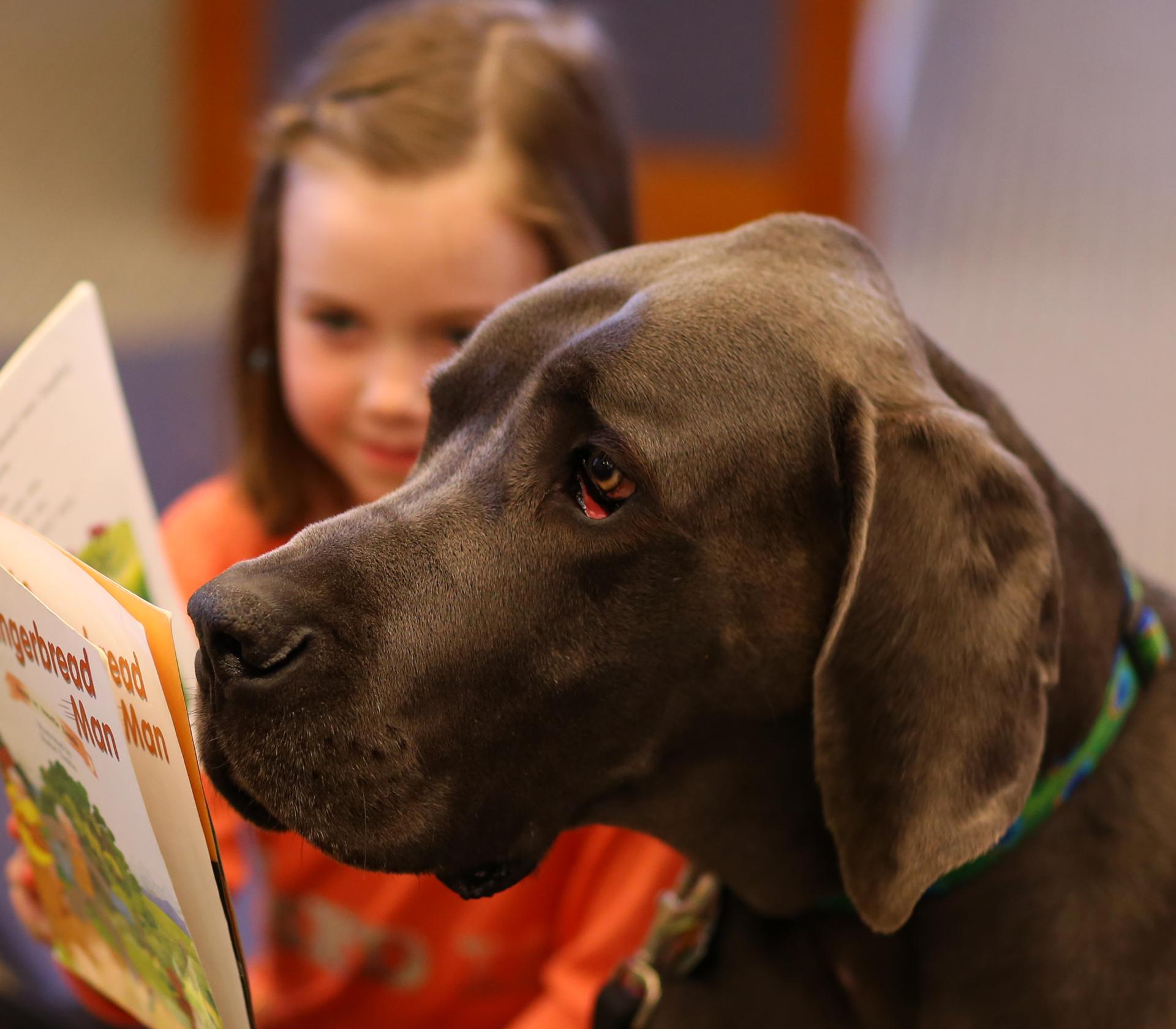 Reading to dogs?!? – EDUCATIONAL PSYCHOLOGY MALTA